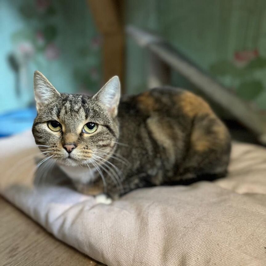 Котенок подросток из приюта