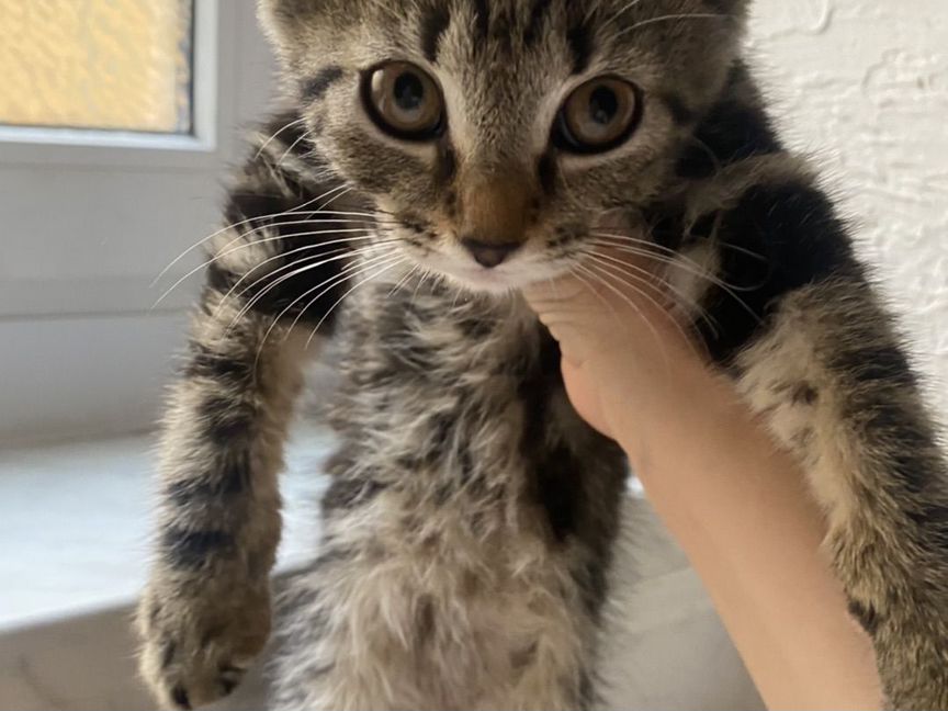 Котенок девочка 2 месяца ищет маму и папу