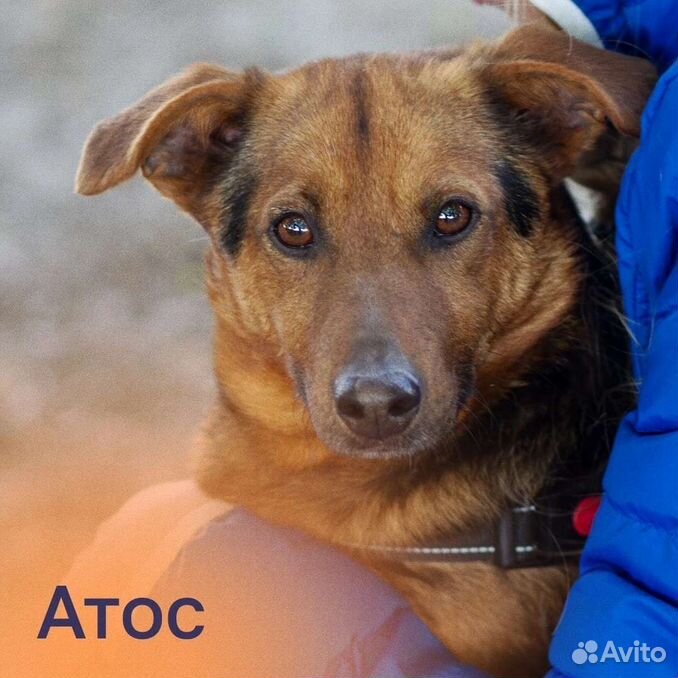 Атос ищет дом