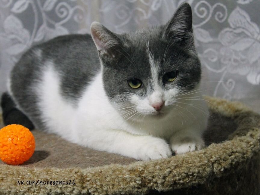 Котятам очень нужны заботливые хозяева