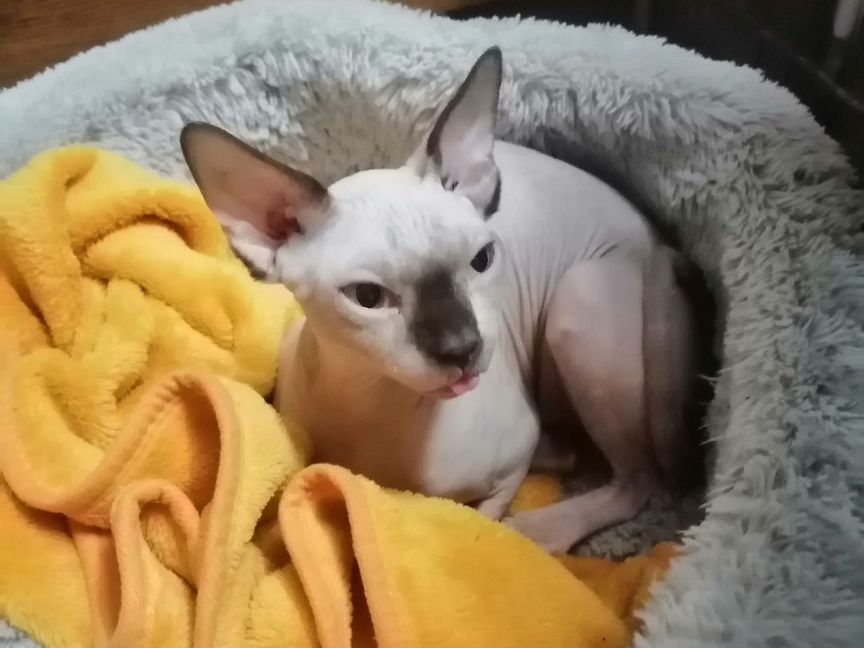 Канадский сфинкс