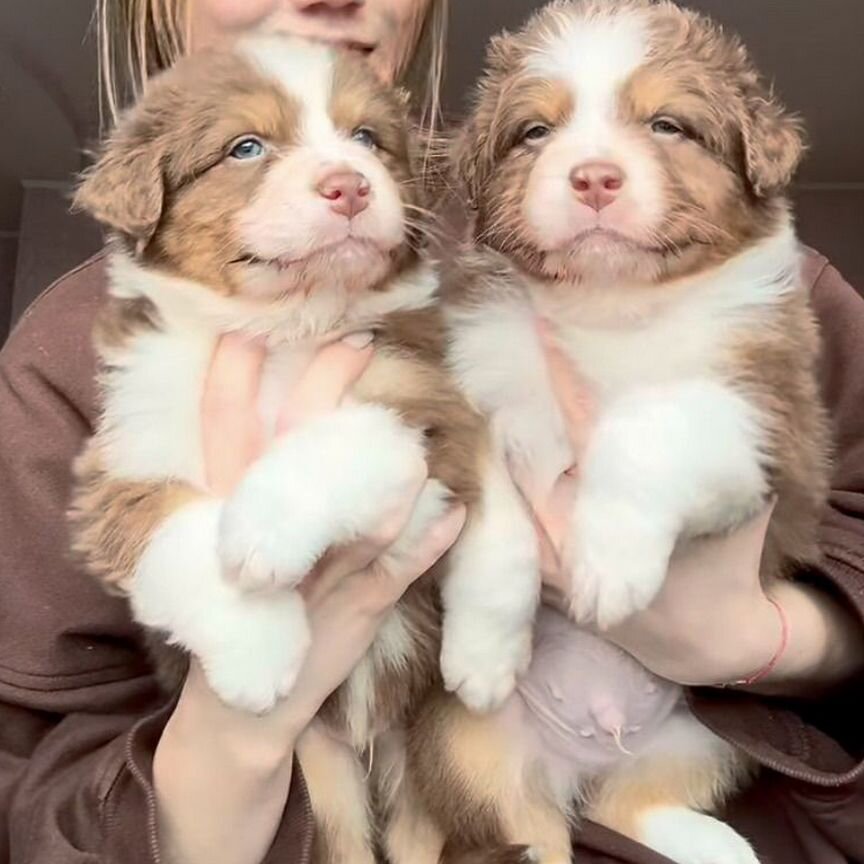 Австралийская овчарка, щенок