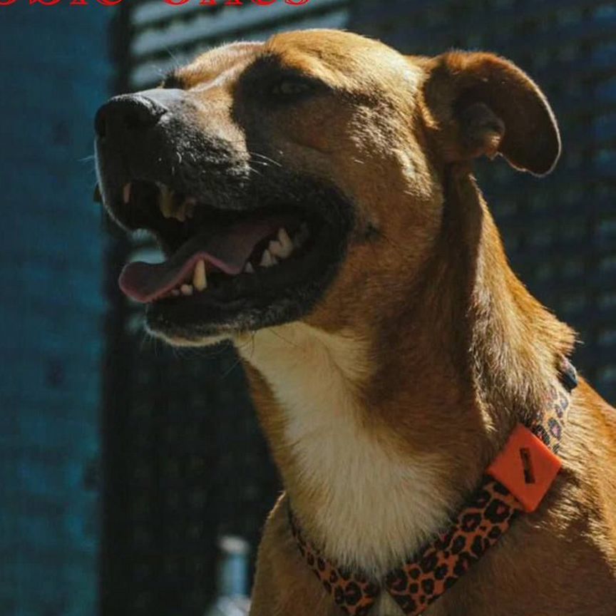 Американский стаффордширский терьер, взрослый пёс