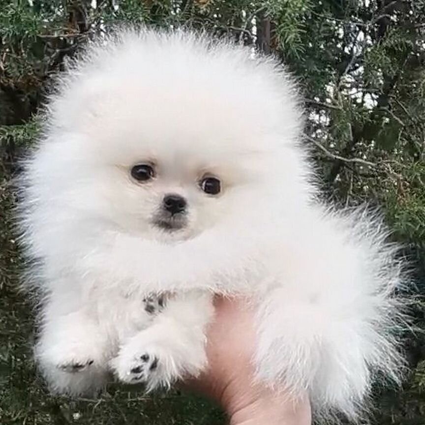 Померанский шпиц, щенок