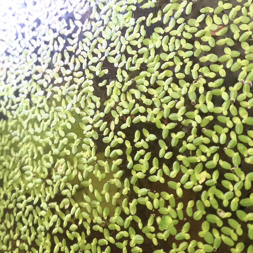 Ряска для аквариума