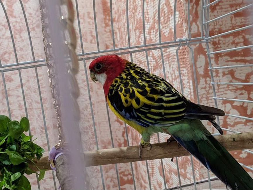 Попугай розелла