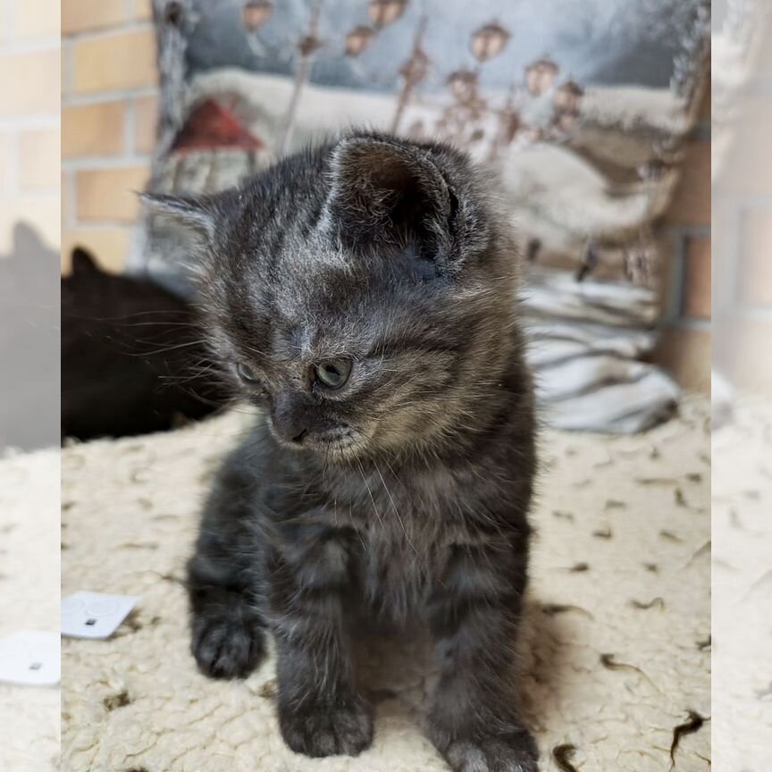 Шотландский вислоухий короткошёрстный котёнок