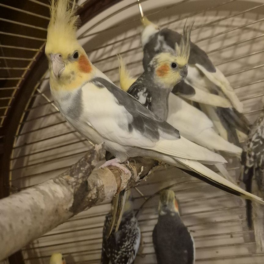 Попугай корелла птенец