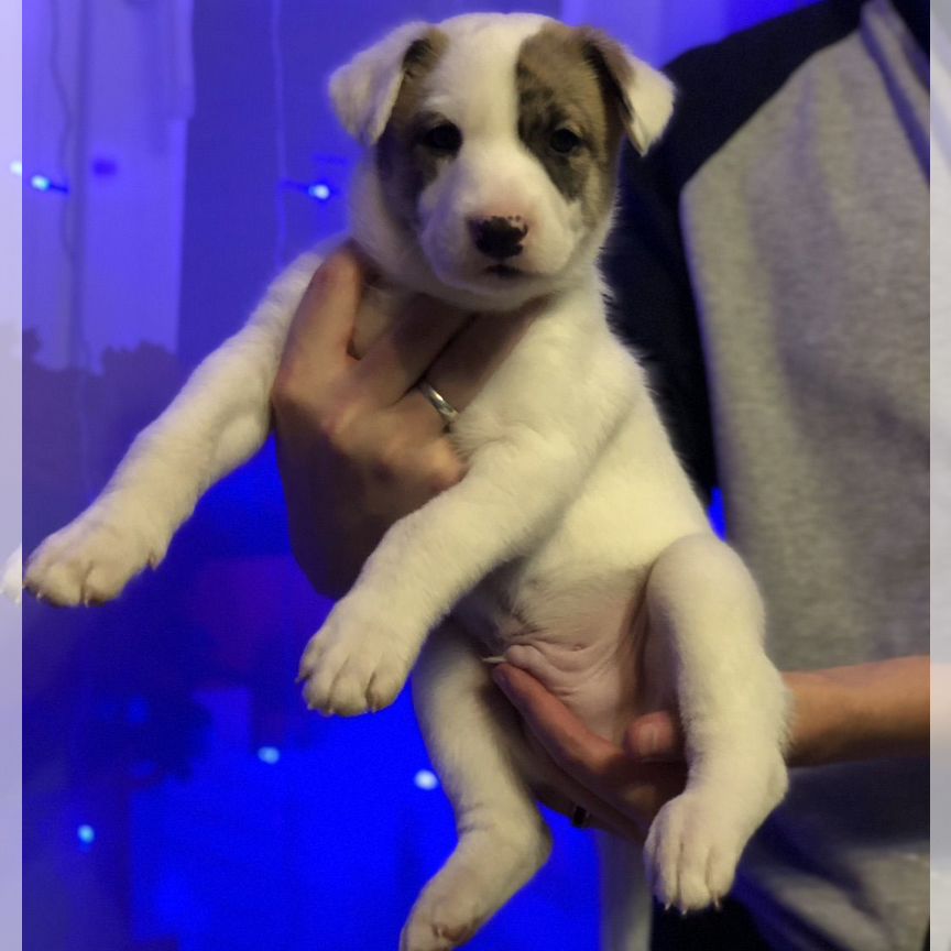 Щенки маламута