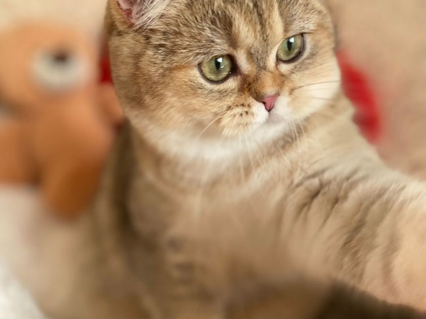 Британские котята