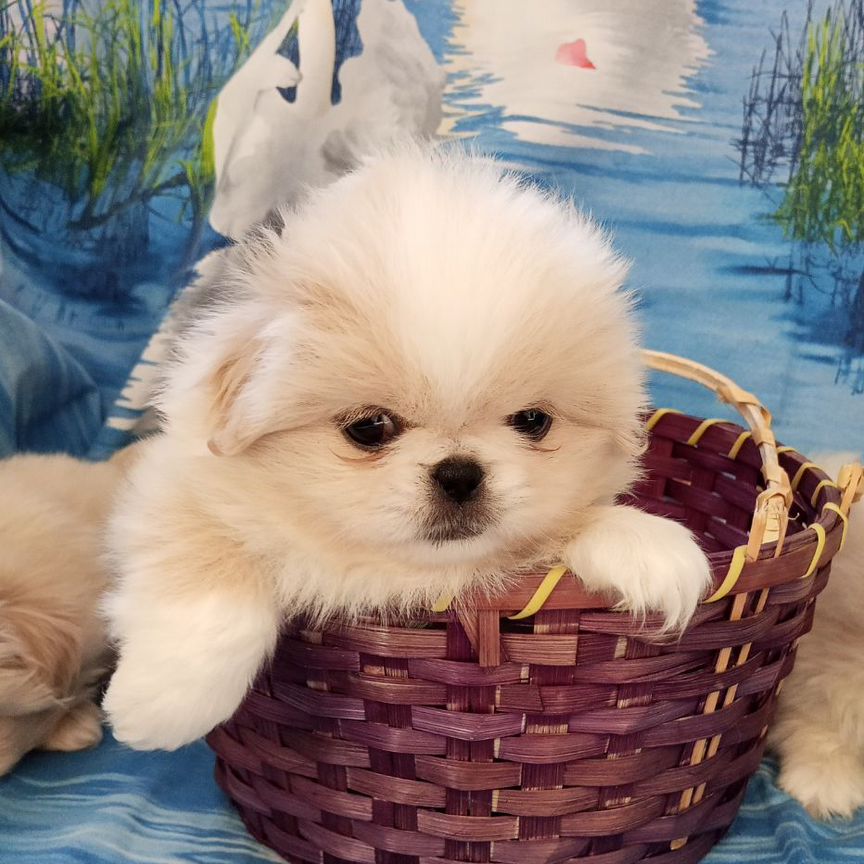 Пекинес, щенок