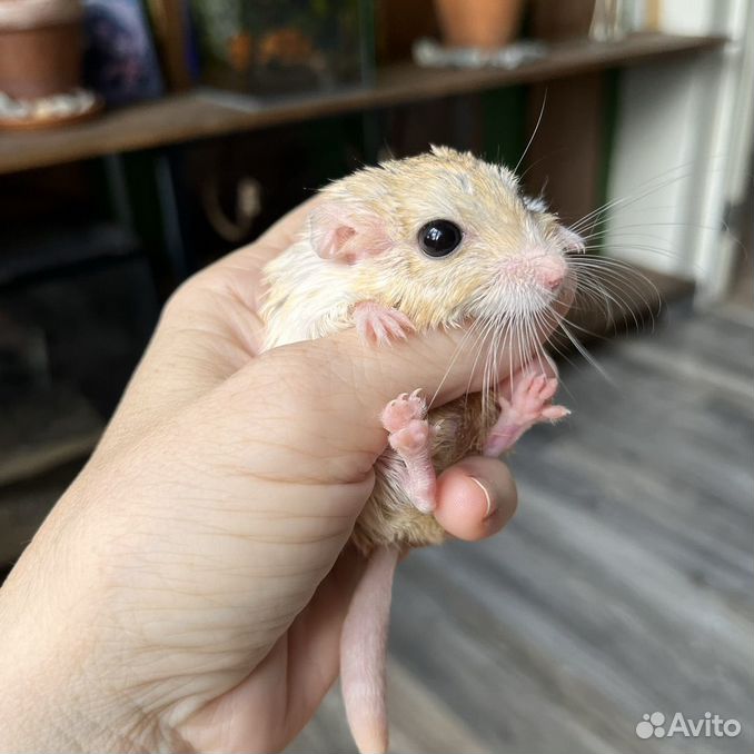 Жирнохвостая песчанка с террариумом