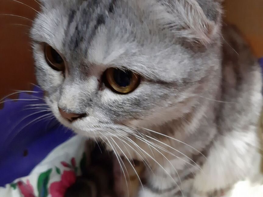 Шотландская вислоухая кошка бесплатно