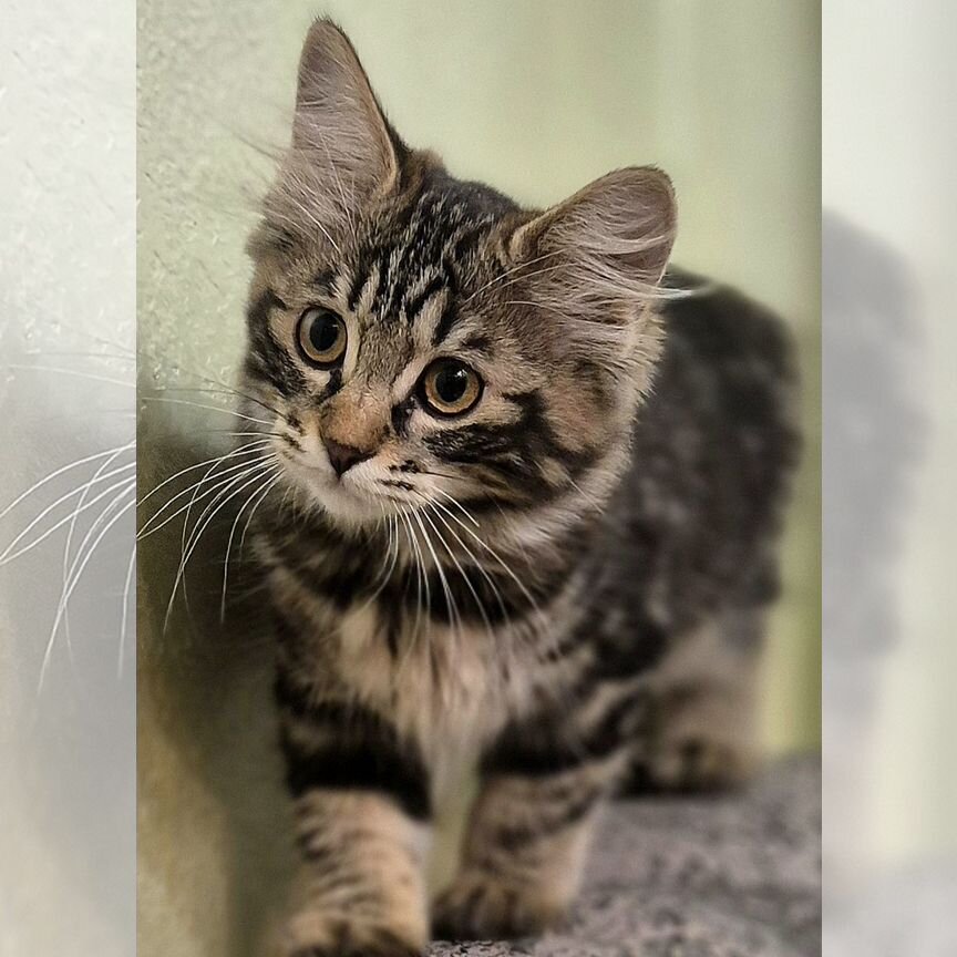 Курильский бобтейл длинношёрстный котёнок