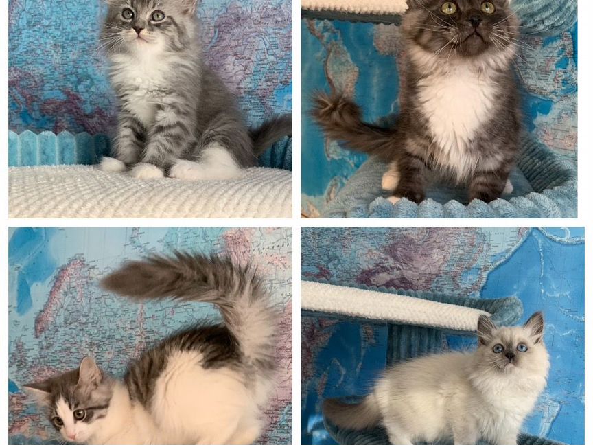 Сибирский котёнок