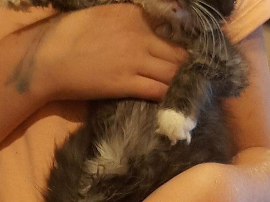 Отдам бесплатно