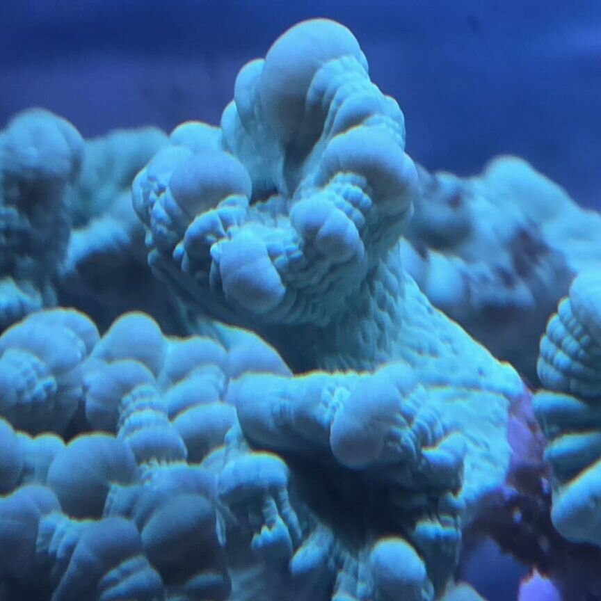 Морские кораллы