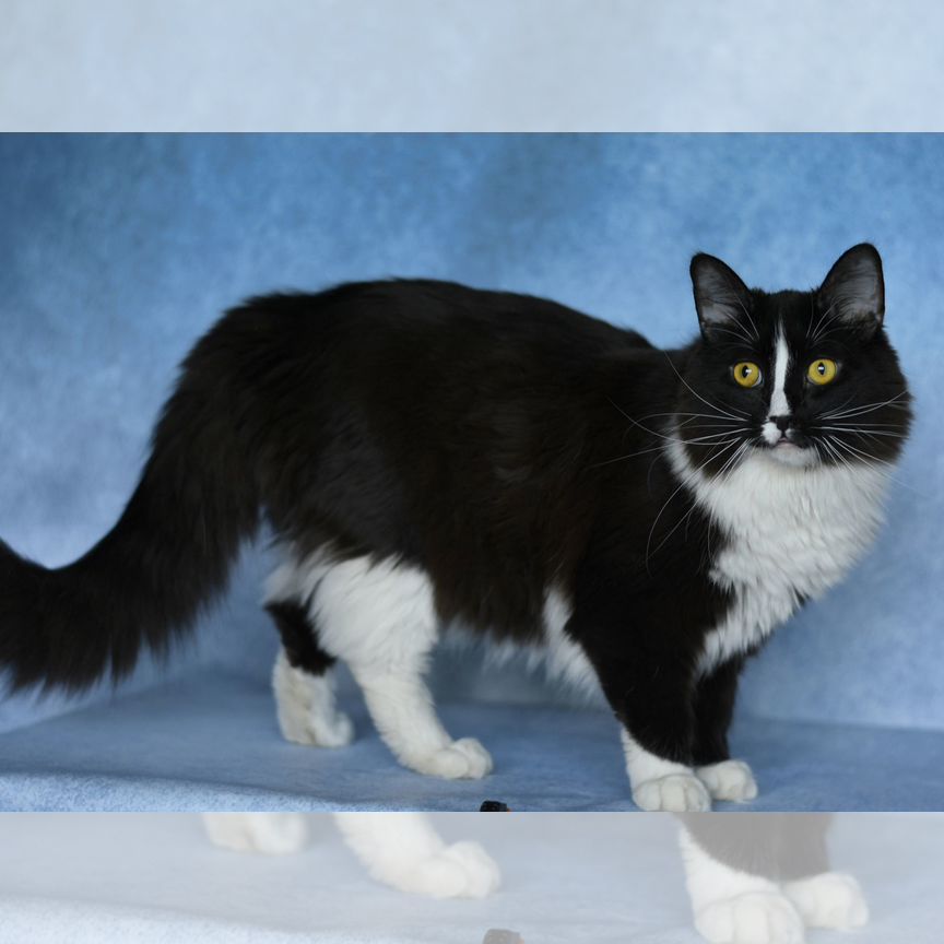 Кошка Буся в добрые руки