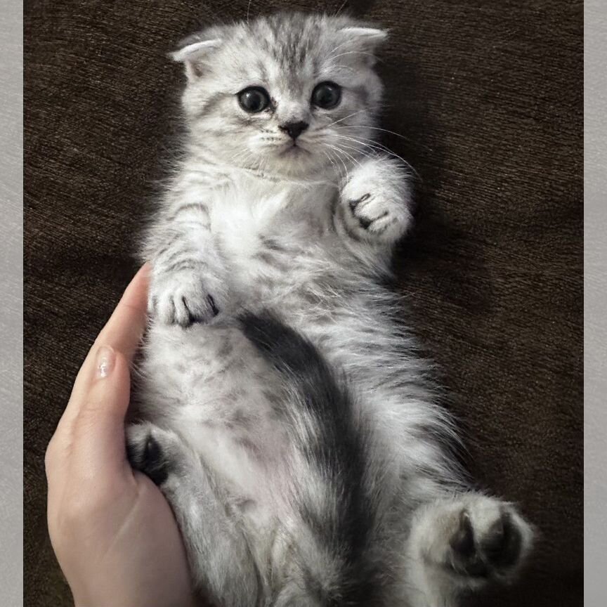 Шотландская вислоухая