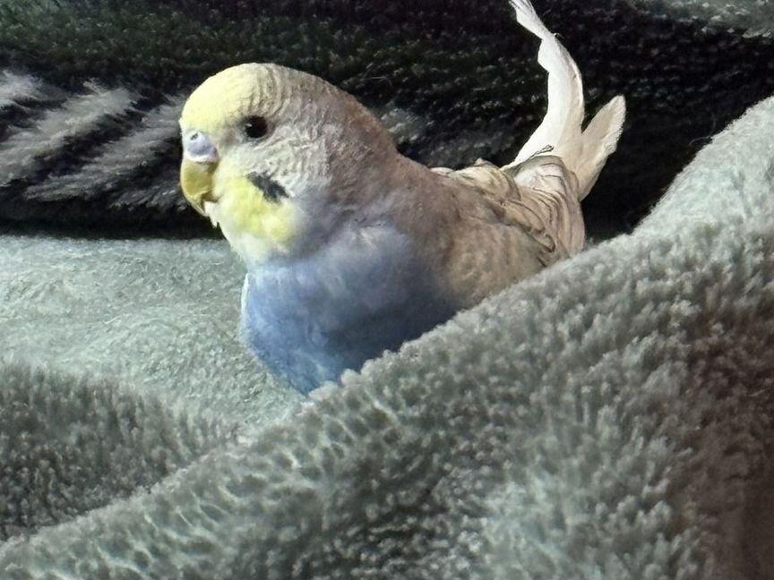 Птенец (самец) волнистого попугая с приданным