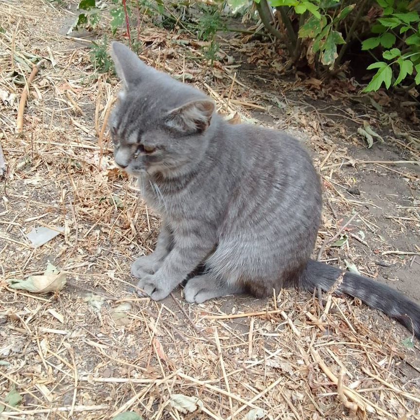 Голубая кошечка 3 мес