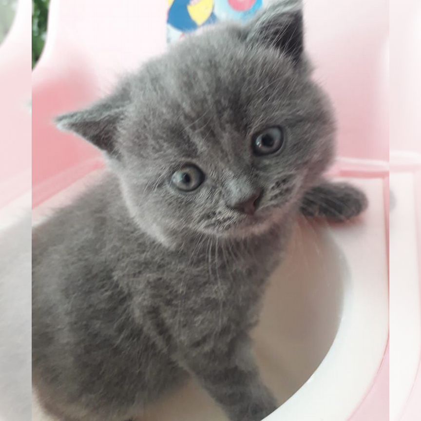 Британская вислоухая кошечка