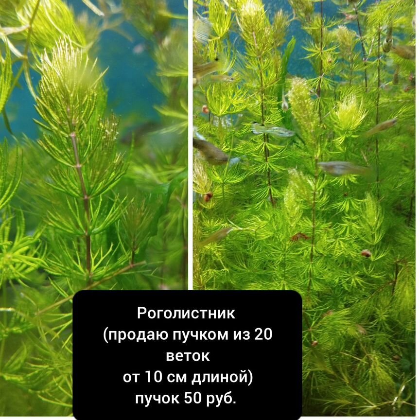 Роголистник