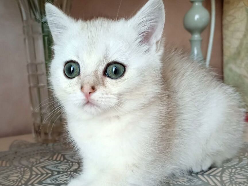 Британка с голубыми глазами