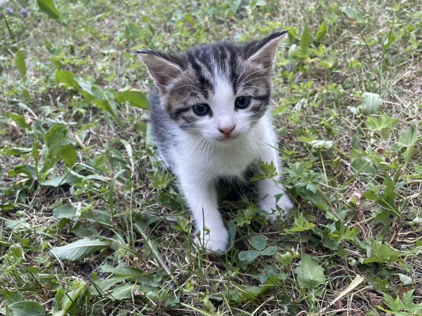 Отдам в добрые руки котенка-мальчик 1,5 месяца