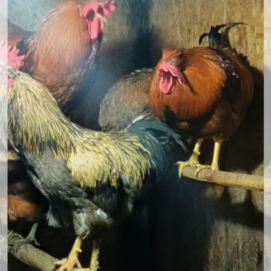 Петухи 7 месятцев