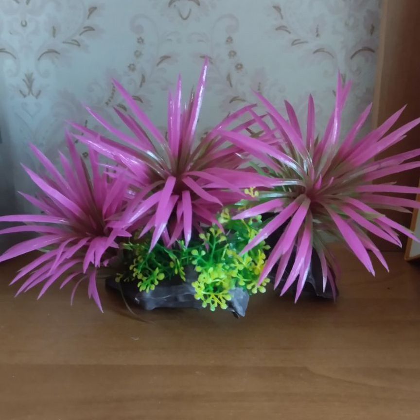 Декоративное растение. Коряга. Новая. Красивая