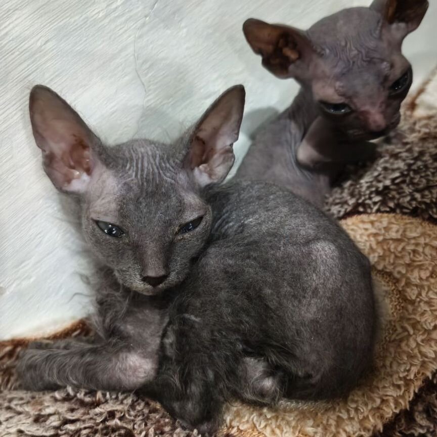 Донской сфинкс котёнок