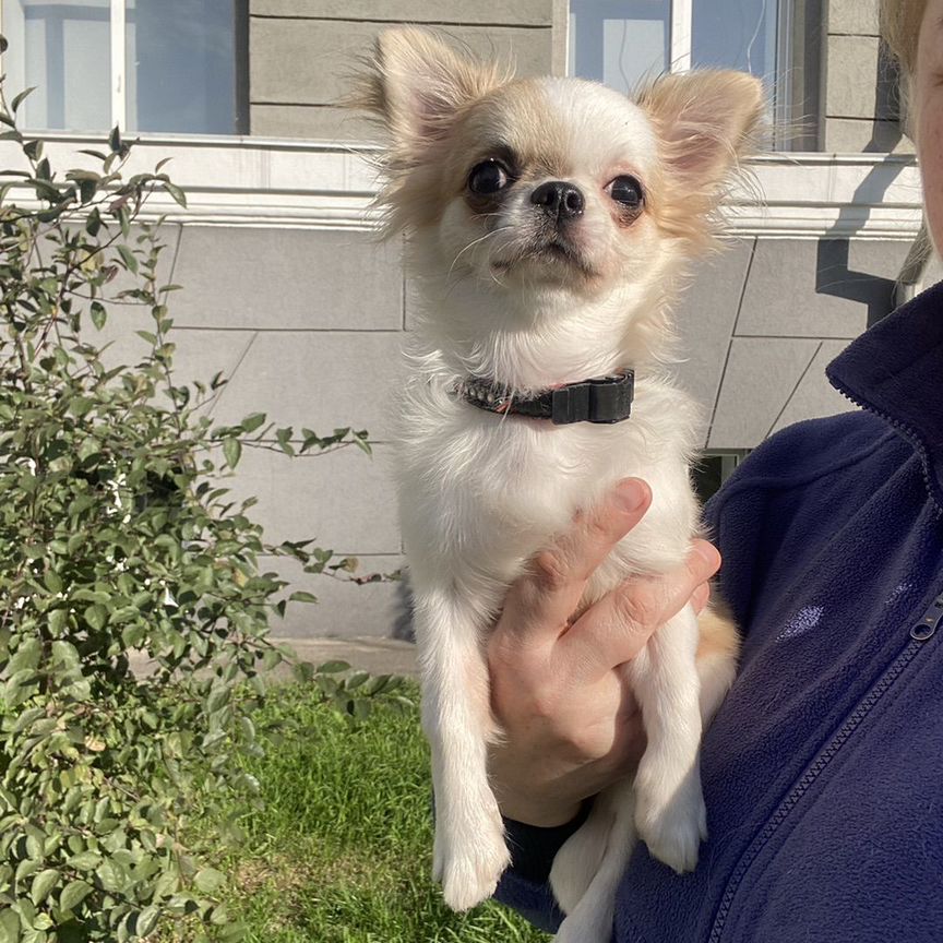 Щенки чихуахуа