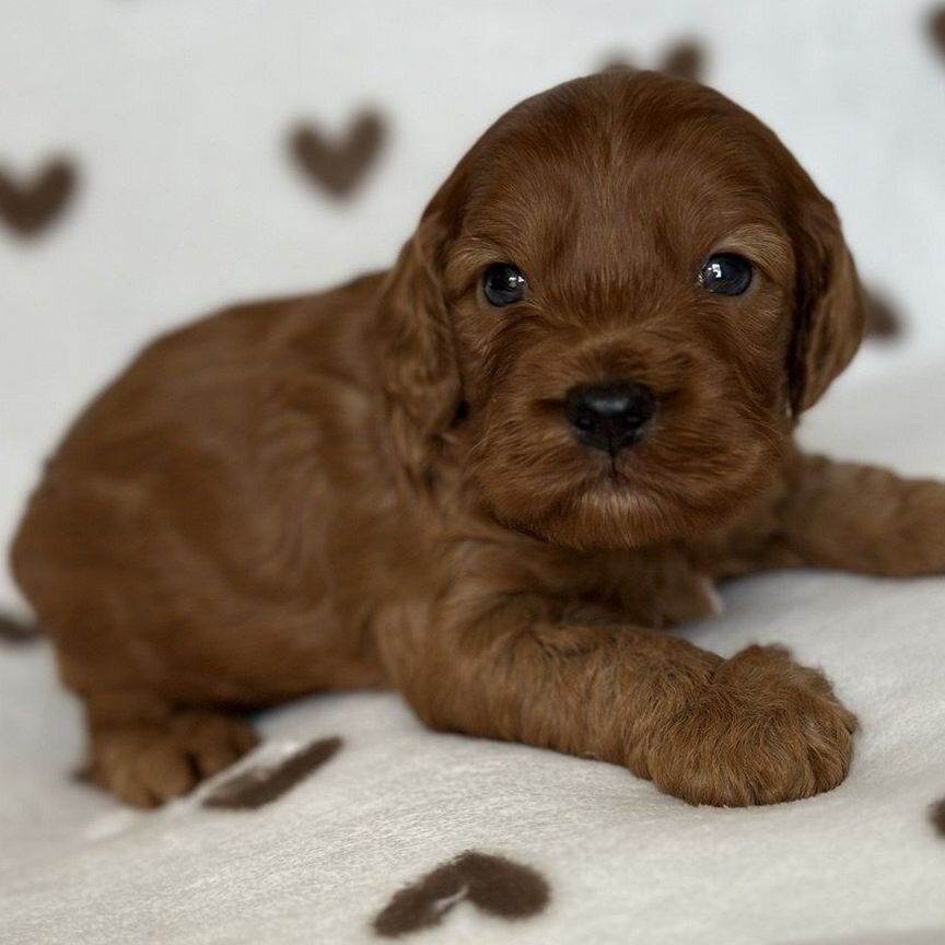 Кокапу, щенок