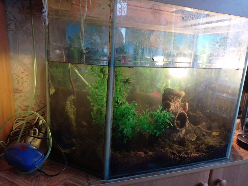 Аквариум