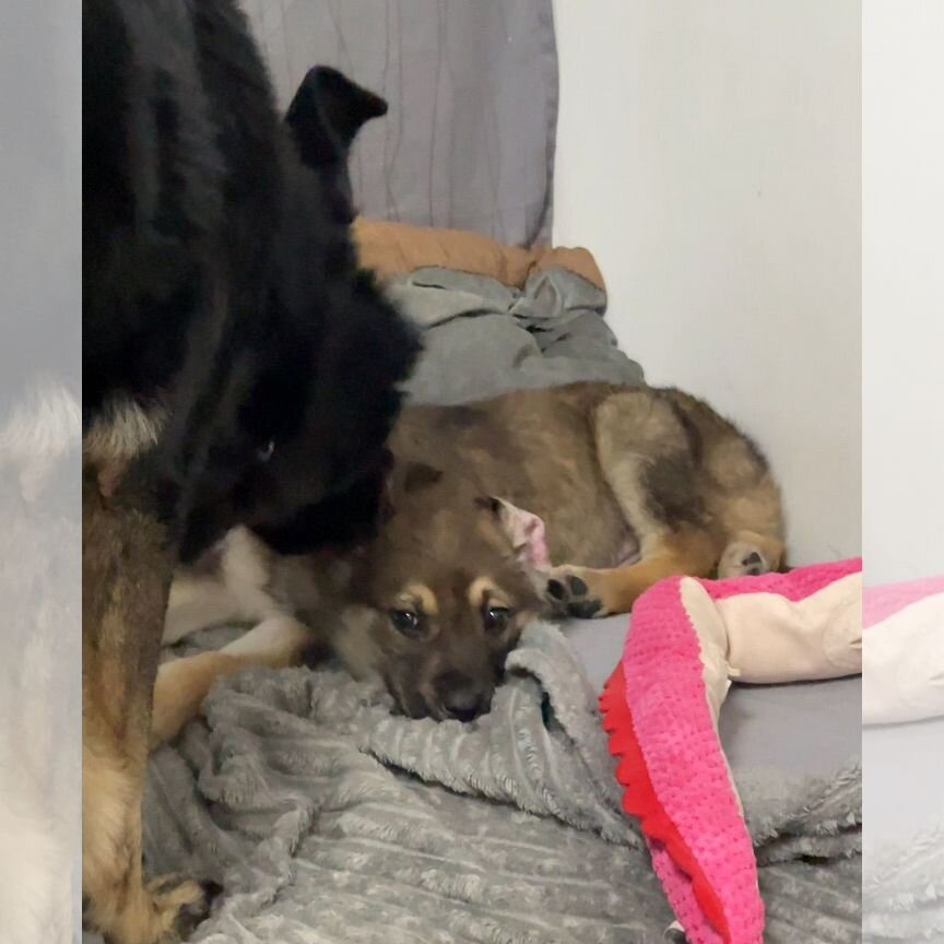 Немецкая овчарка, щенок