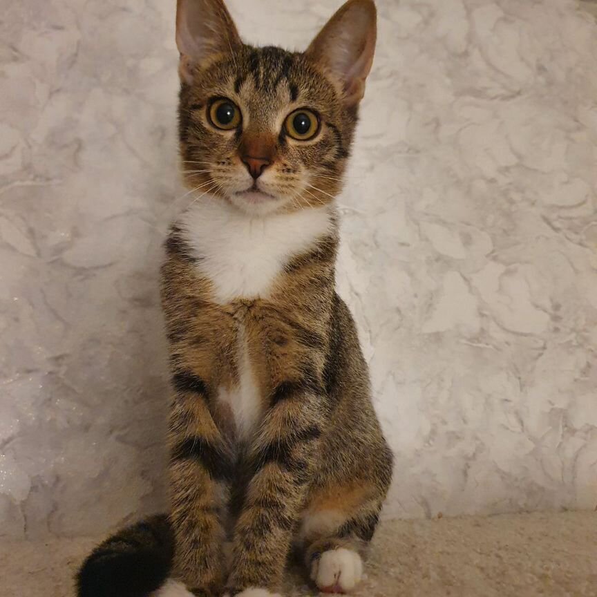 Котенок в добрые руки
