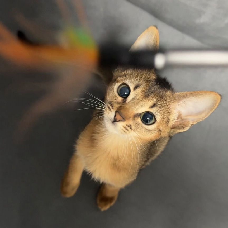 Аббисинский котенок