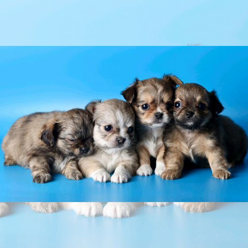 Чихуахуа, щенок