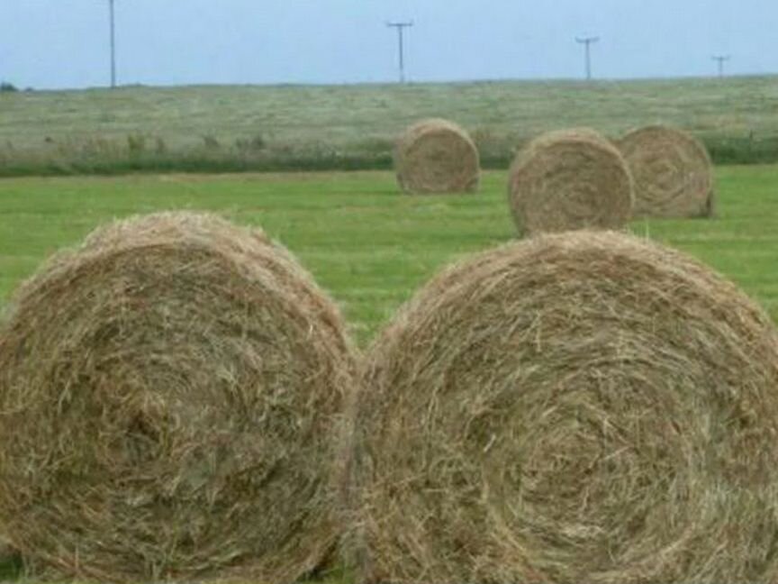 Сено в рулонах