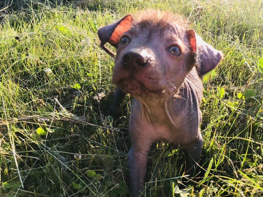 Ксолоитцкуинтли