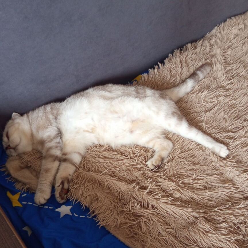 Отдам бесплатно кошку в добрые руки