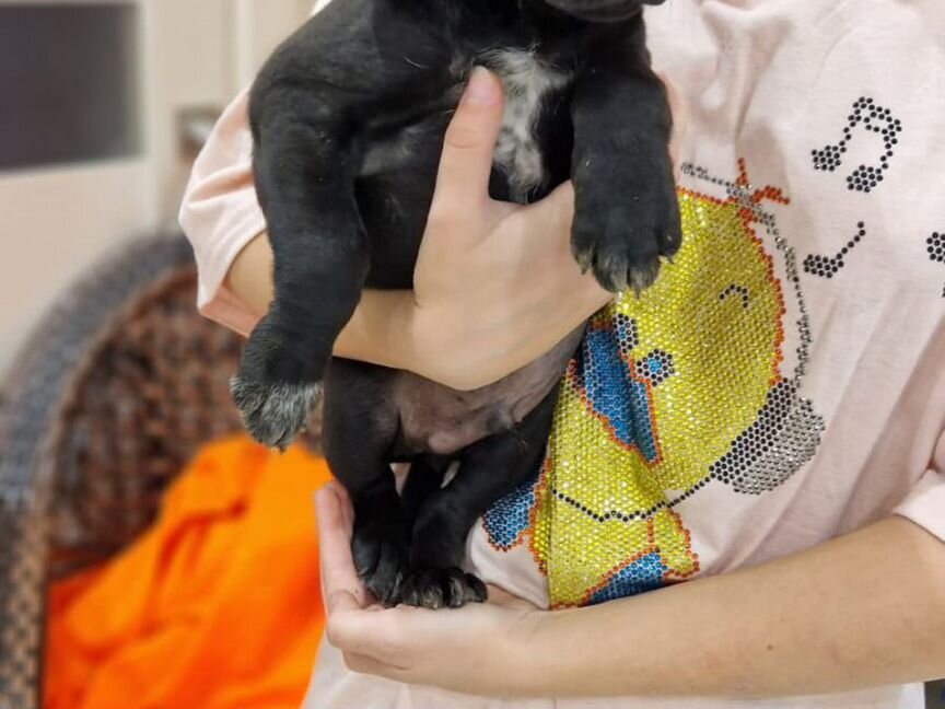 Бретонский эпаньол щенки