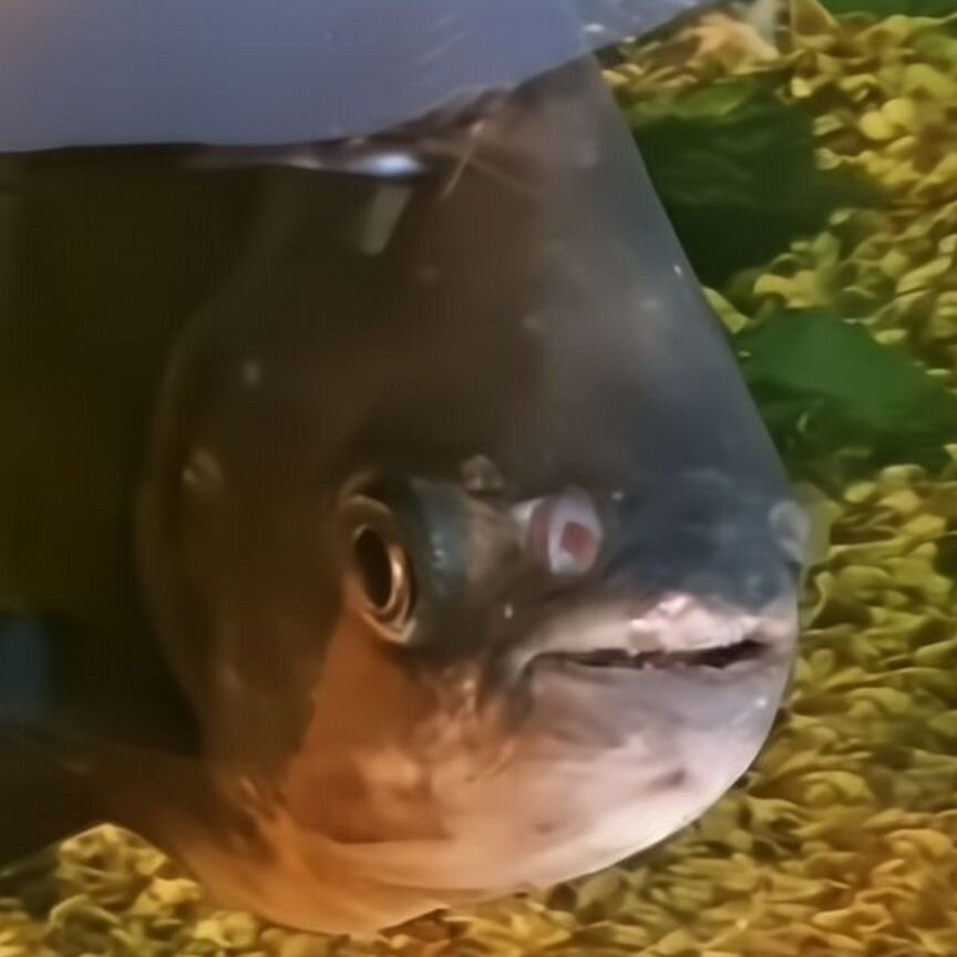 Пиранья паку, акулий сом