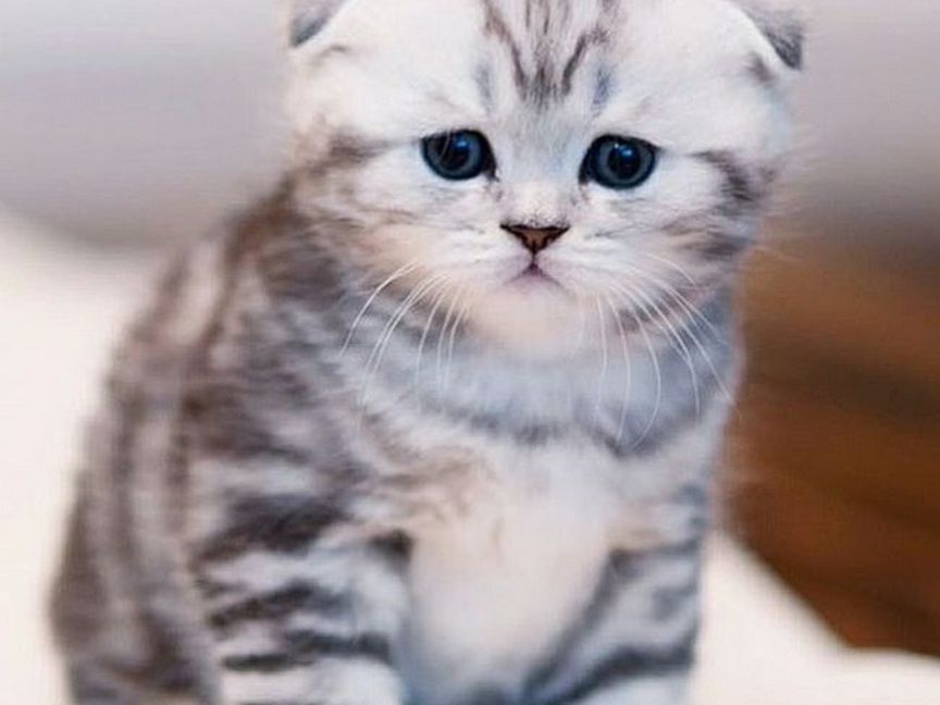 Плюшевые шотландцы