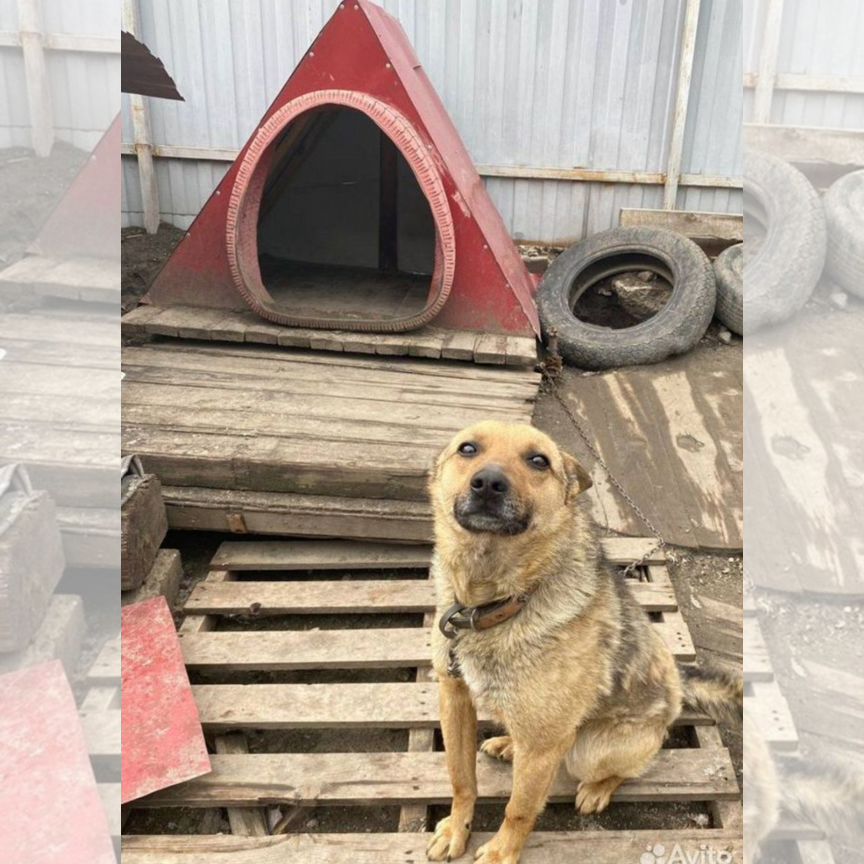 Собачку бросают в доме