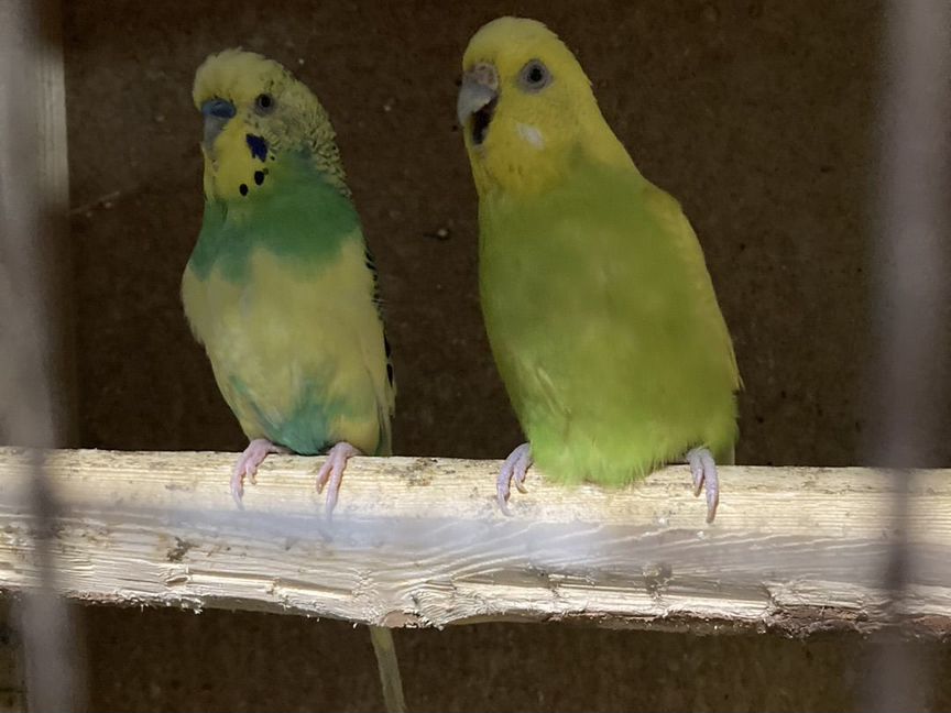 Волнистый попугай пара