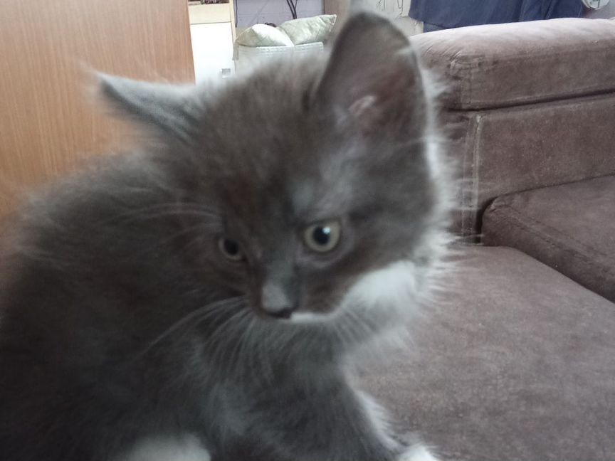 Кошка