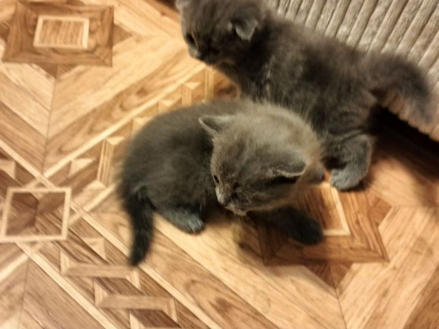 Британские котята