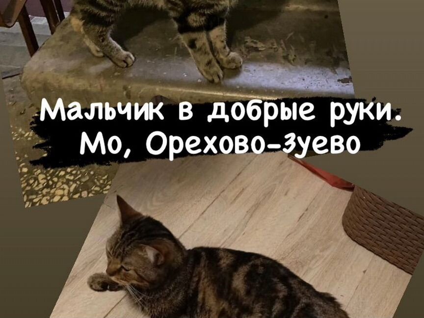 Котик в добрые руки